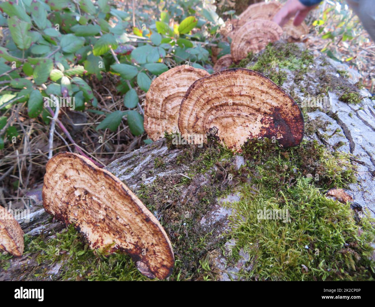 fungi parasites mushrooms nature plants rarities colors Stock Photo - Alamy
