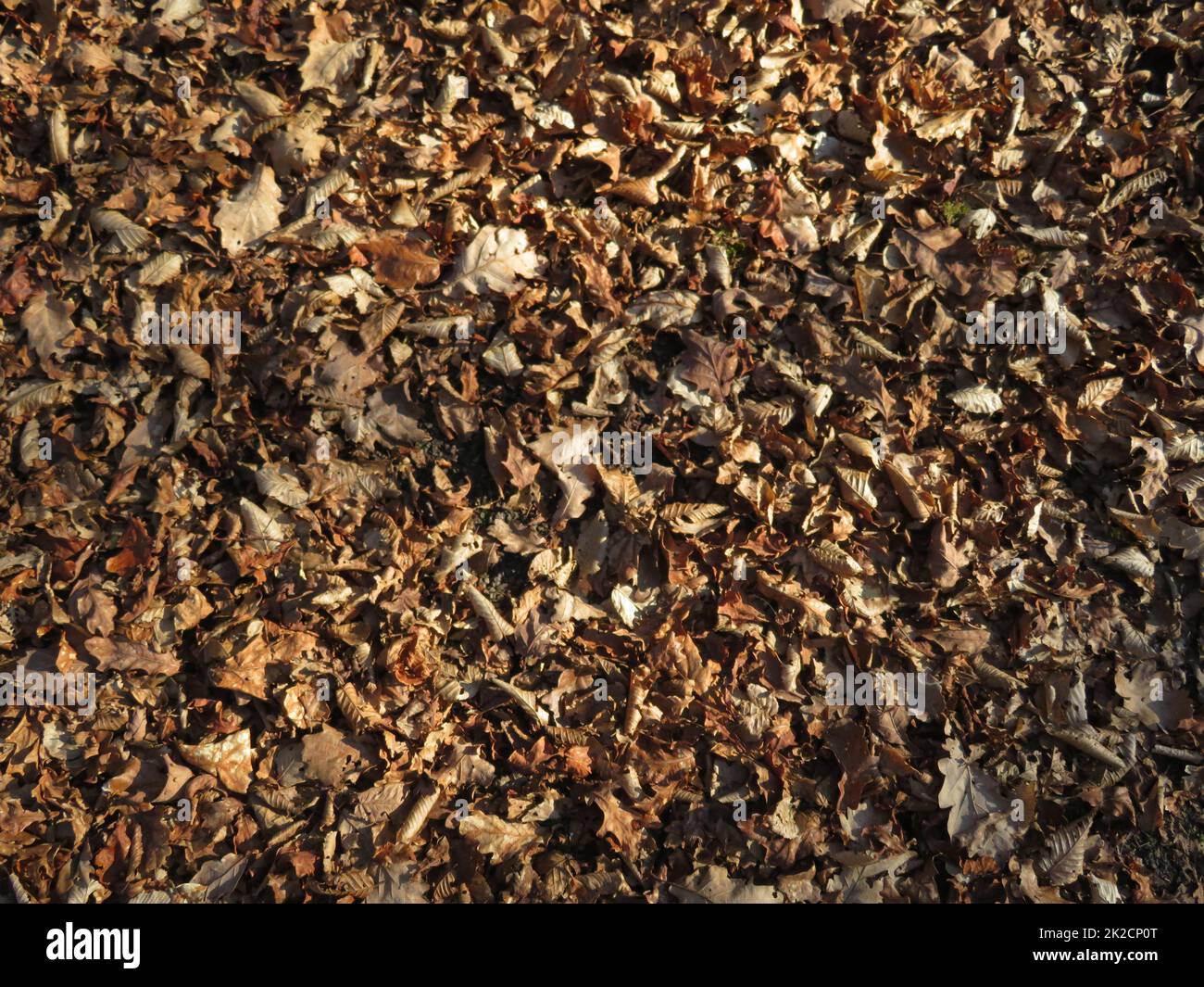 dry leaves of trees autumn stage process Stock Photo - Alamy