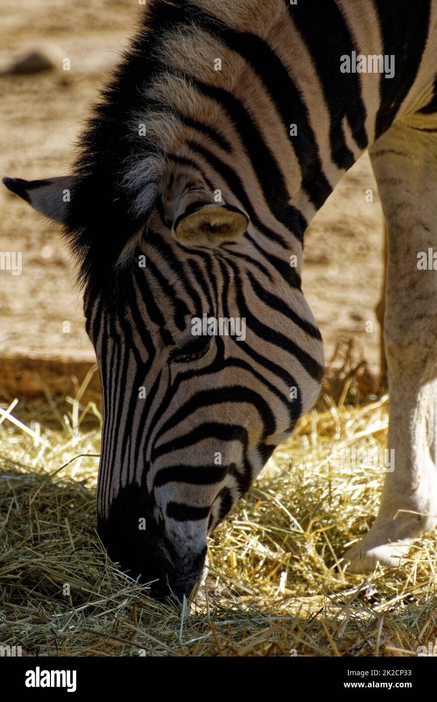 Zebra horses hi-res stock photography and images - Alamy