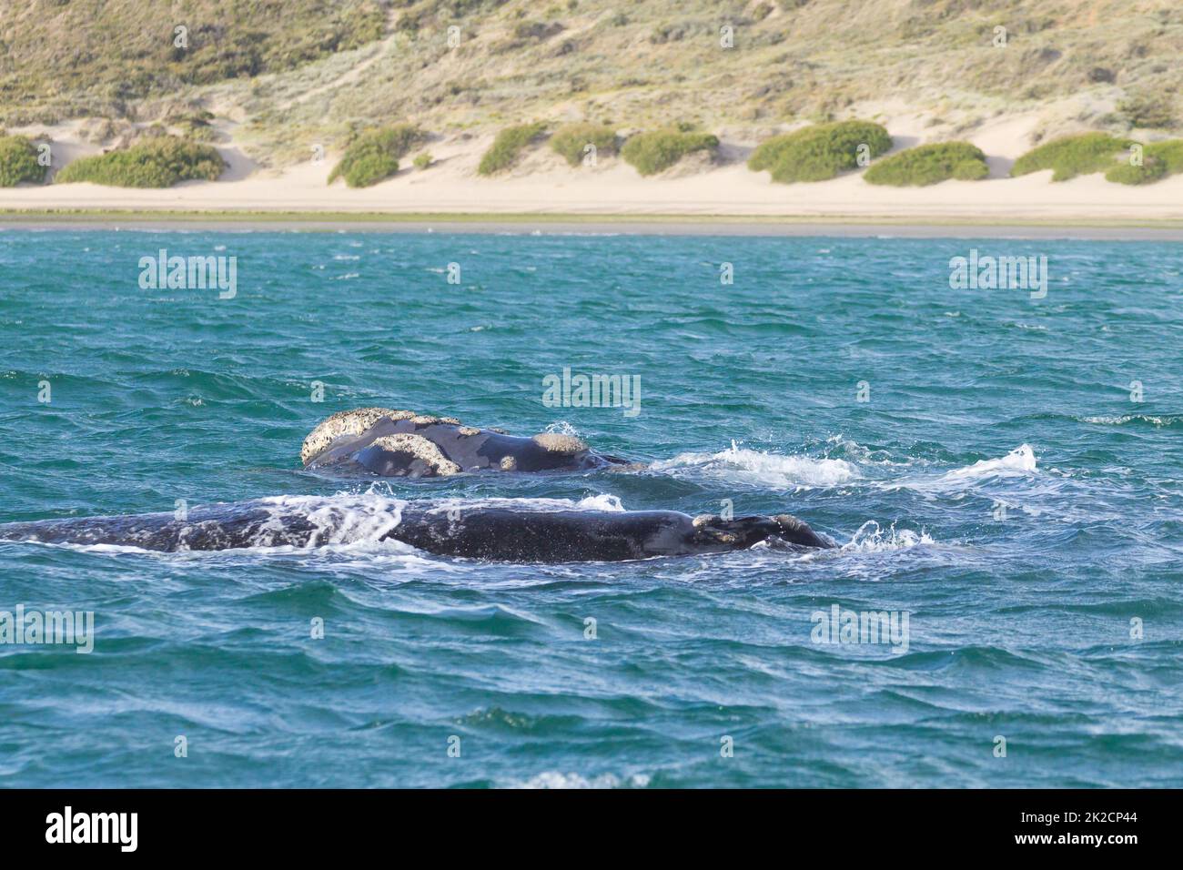 Whale watching from Valdes Peninsula,Argentina. Wildlife Stock Photo ...