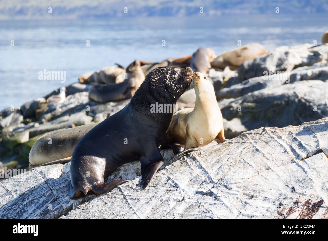 South American sea lion colony on Beagle channel Stock Photo - Alamy