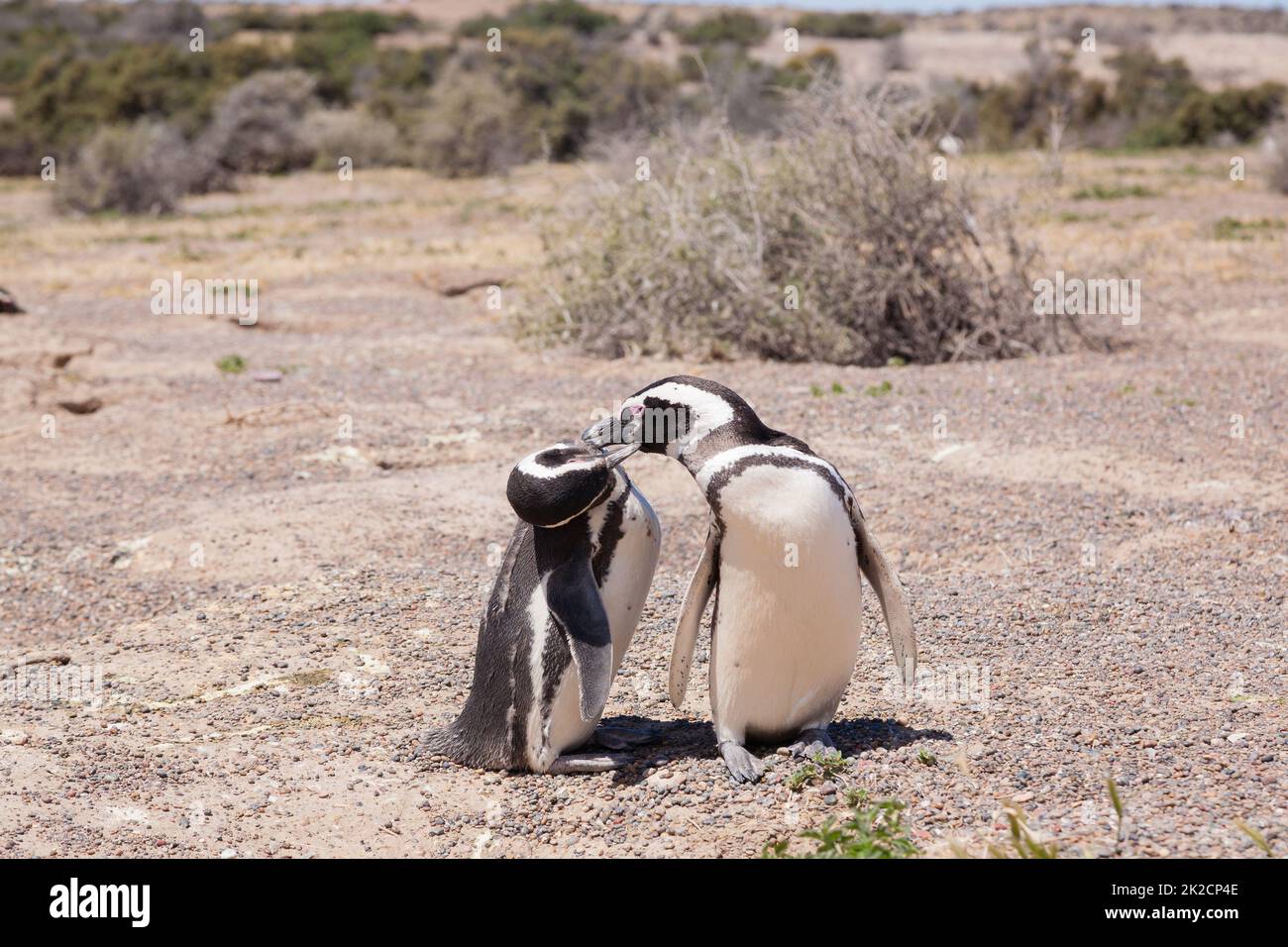 Magellanic penguin close up. Punta Tombo penguin colony, Patagonia ...