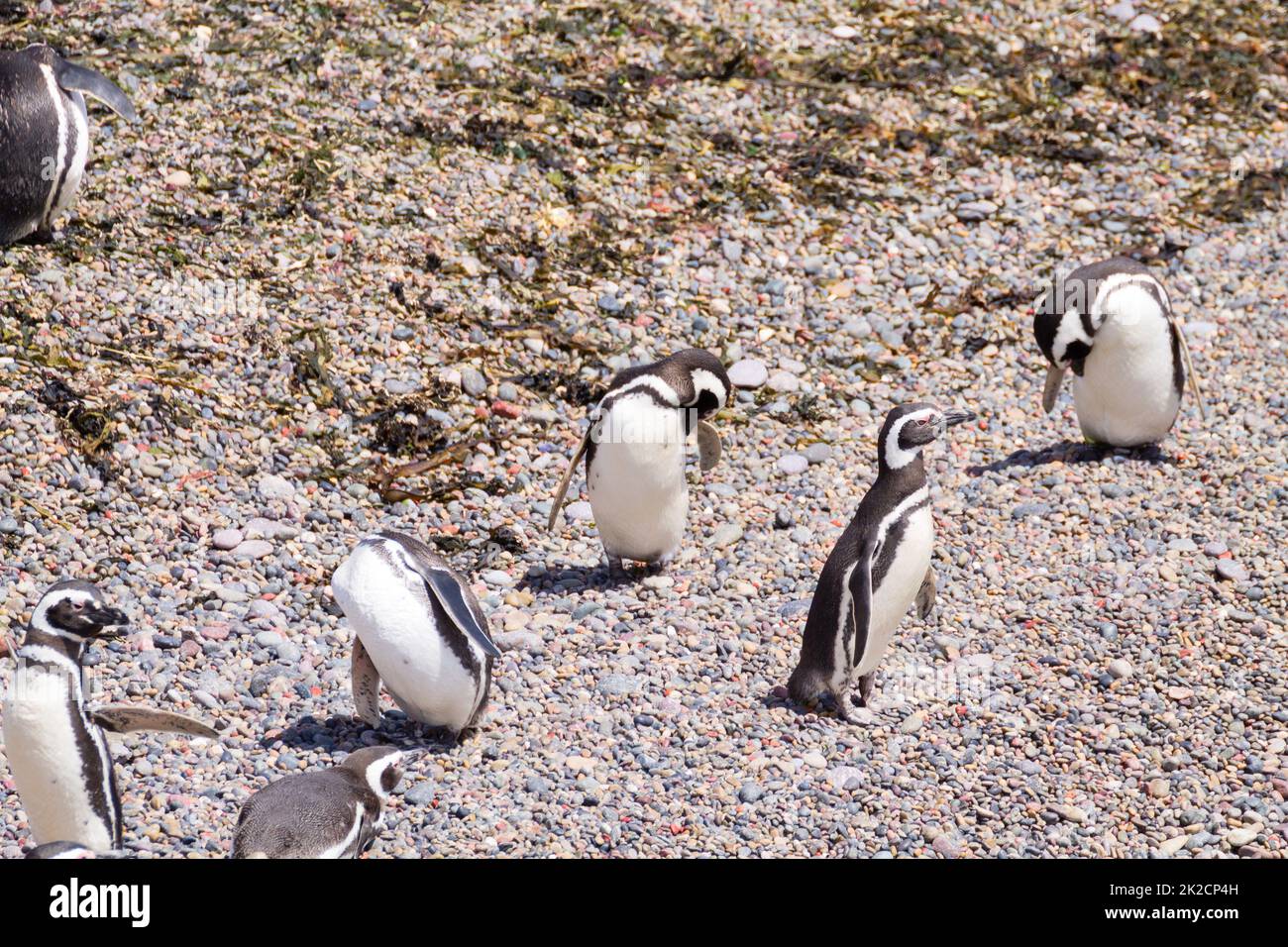 Magellanic penguins. Punta Tombo penguin colony, Patagonia Stock Photo ...