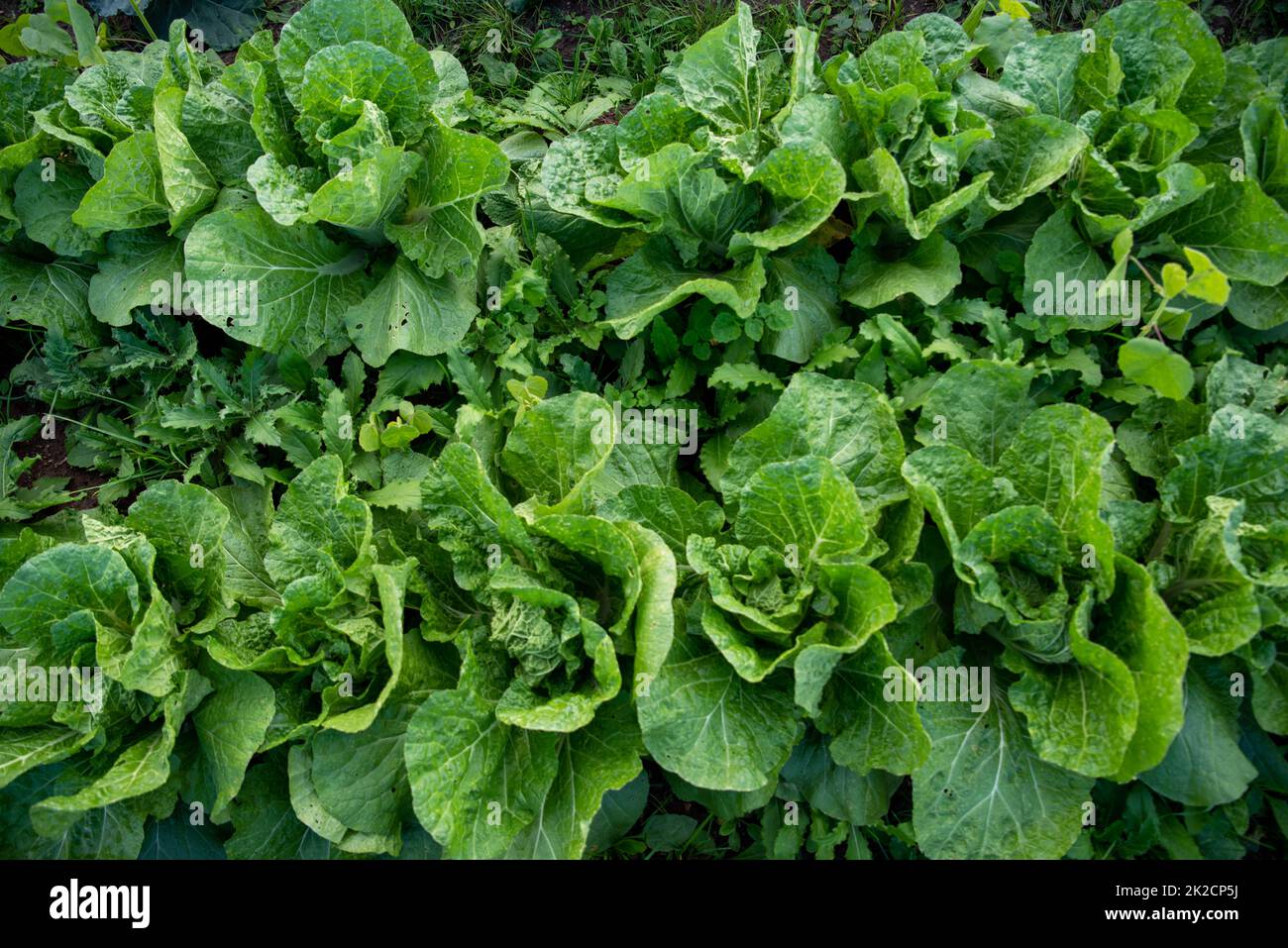 Napa garden landscape hi-res stock photography and images - Alamy