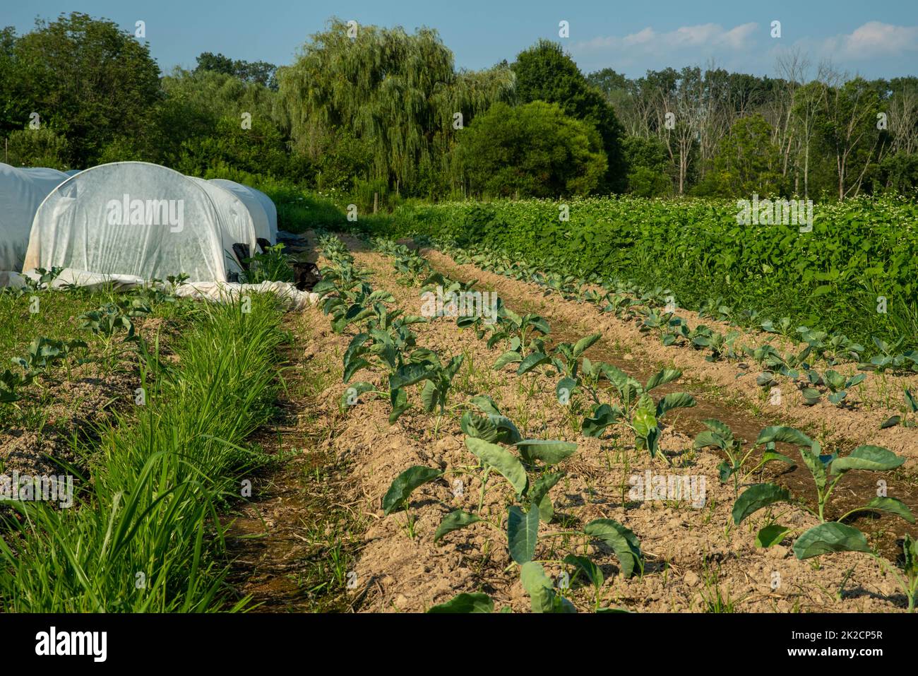 Organic vegetable garden with white row covers colard greens and pea ...