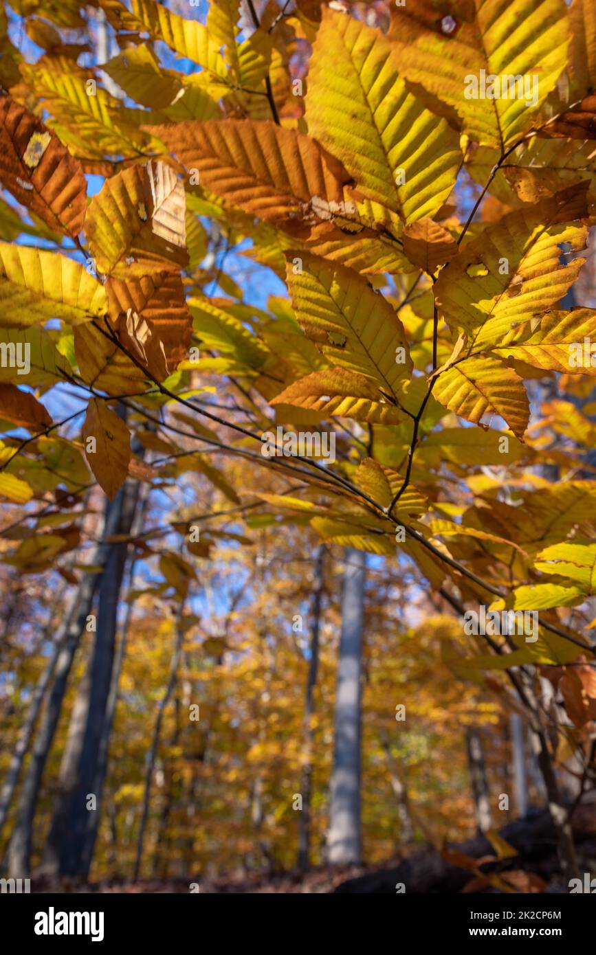 Foreground deciduous woods forest hi-res stock photography and images ...