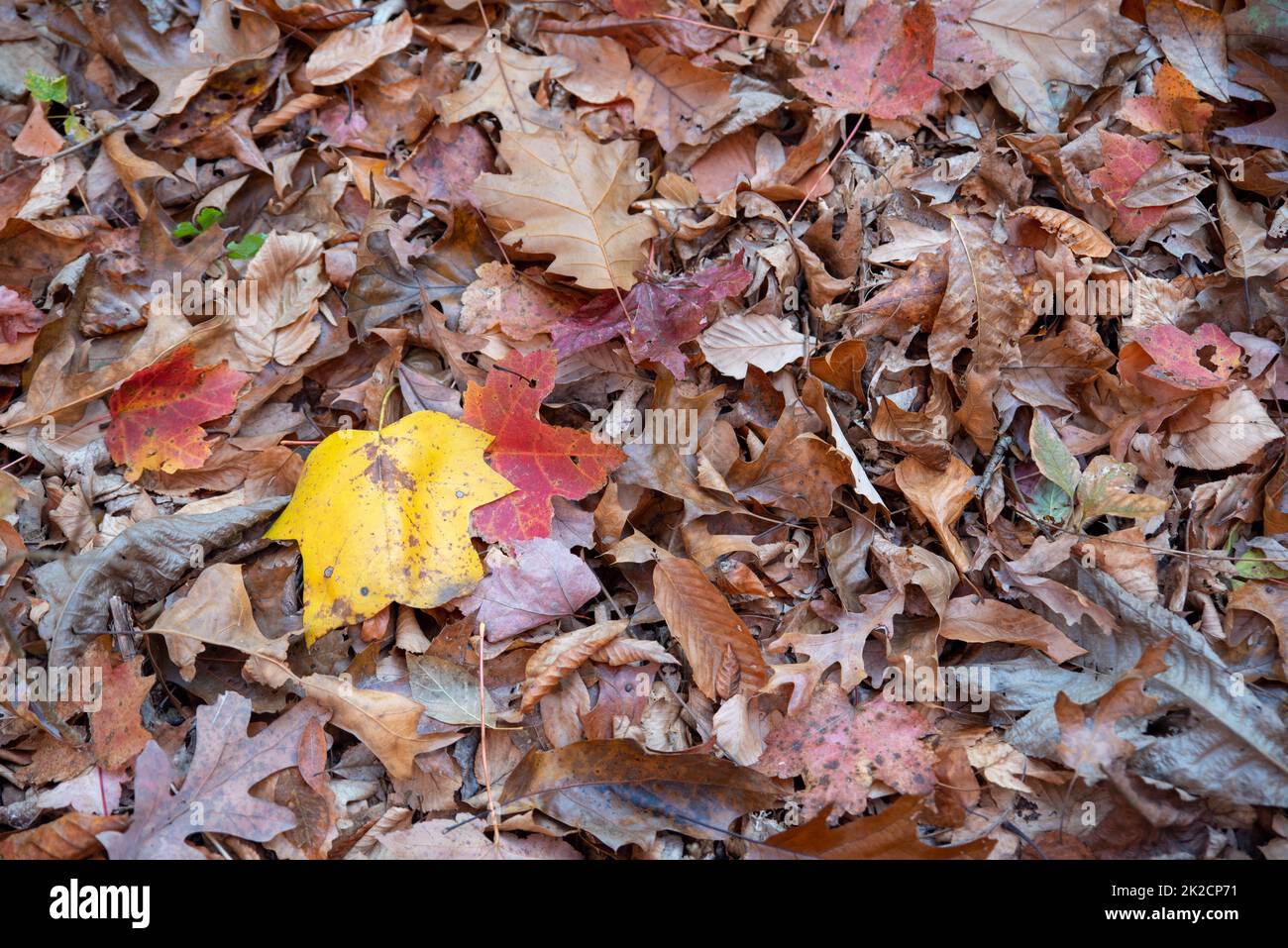 Floor leaves hi-res stock photography and images - Alamy