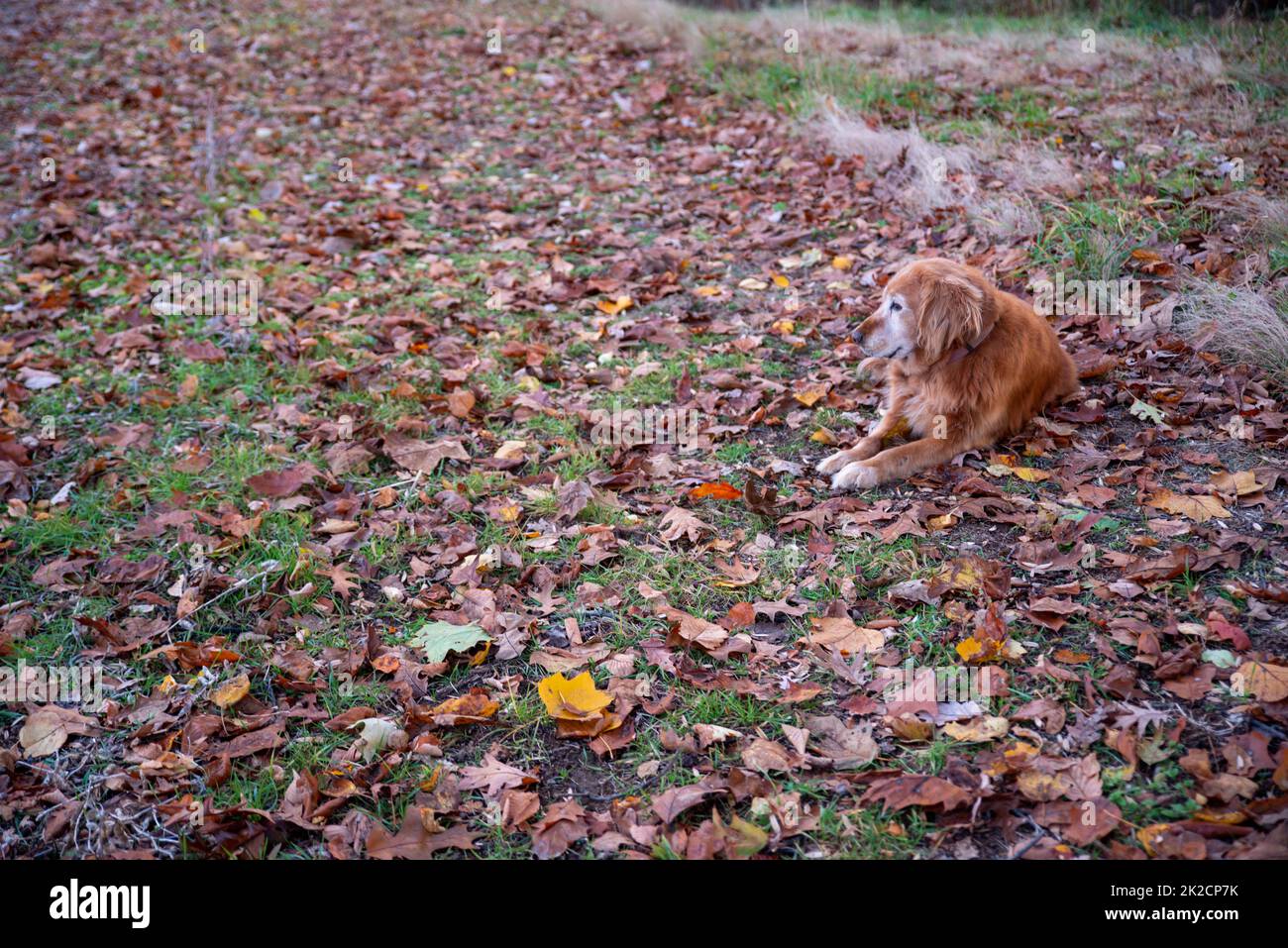 Off center Golden Retriever dog resting on a field of autiumn leaves ...