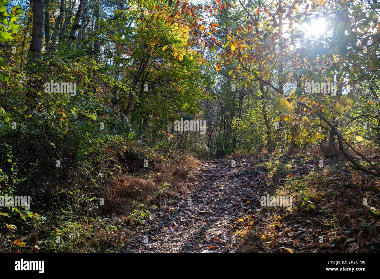Golden hour sunlight casts shadows on a woodland path Stock Photo - Alamy