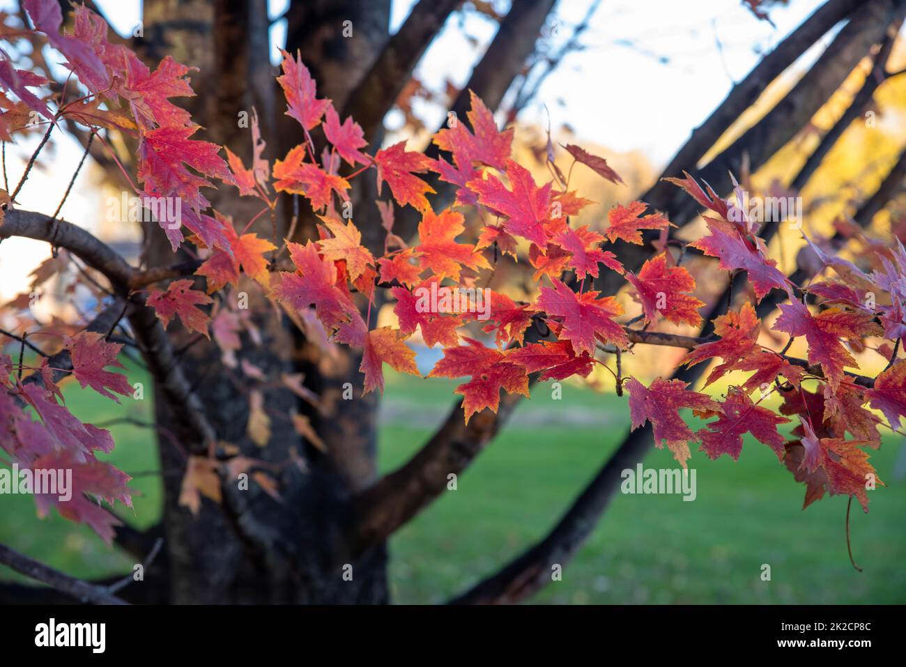Red autumn maple leaves defocused tree background Stock Photo - Alamy