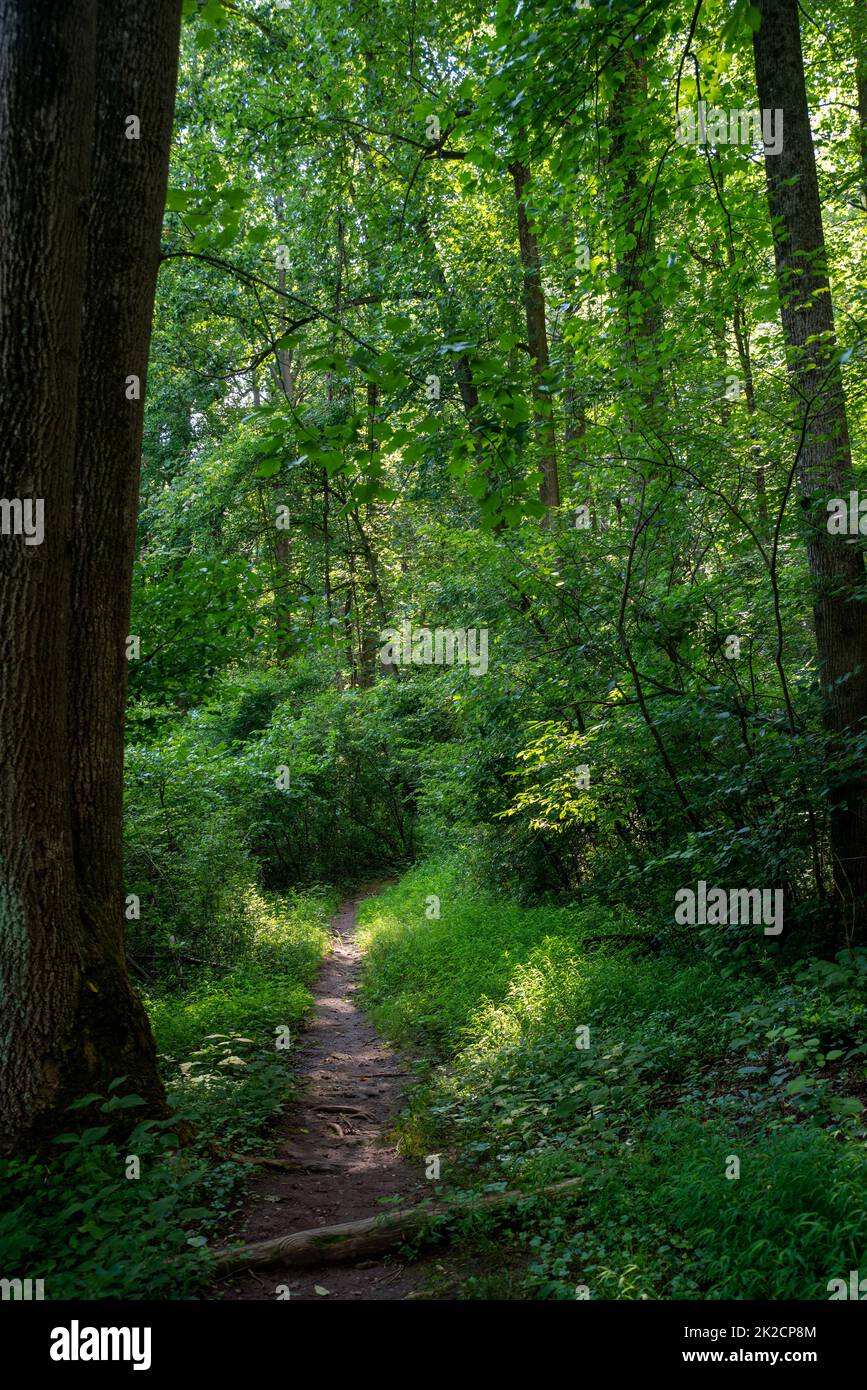 Dirt foot path between tall trees leads to green lush woodland Stock ...