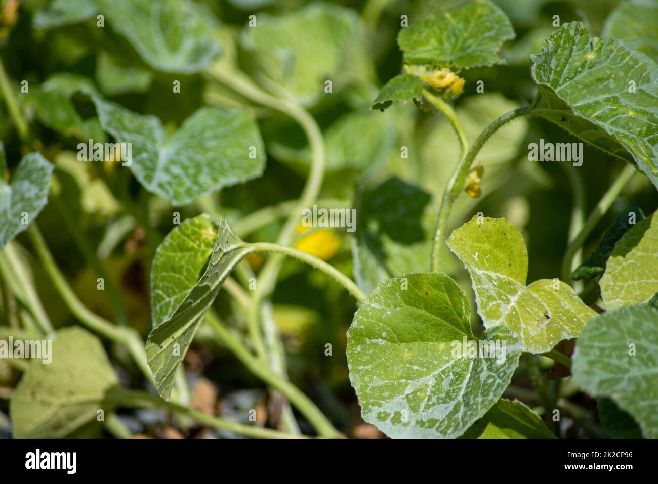 Closeup of yellow squash plant leaves in a golden hour garden Stock ...