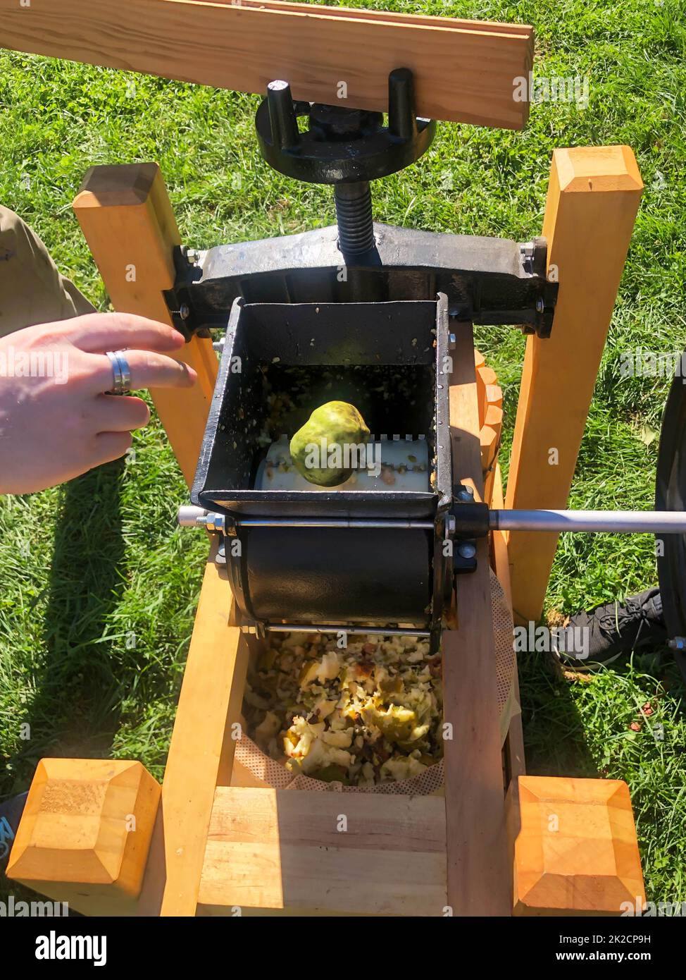 A hand throws an apple into the grinder of a cider press Stock Photo ...