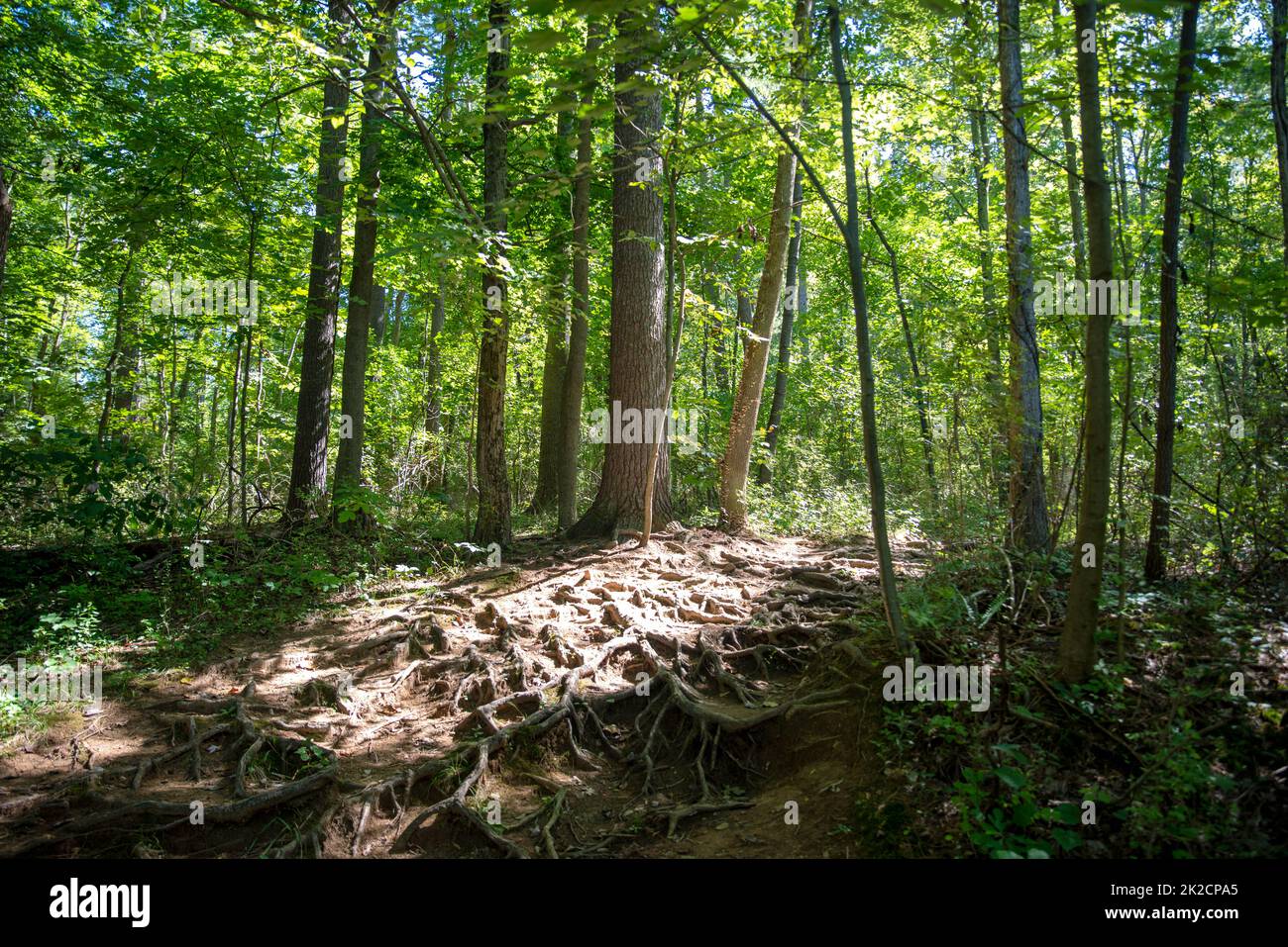 Sunlight shines on a woodland hiking trail covered with large tree ...