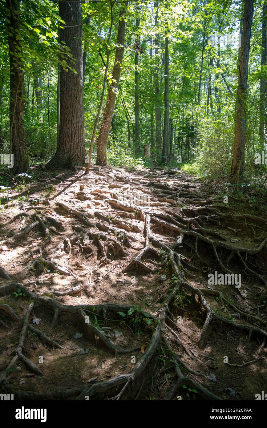 sunbeams on a woodland hiking trail covered with large tree roots Stock ...