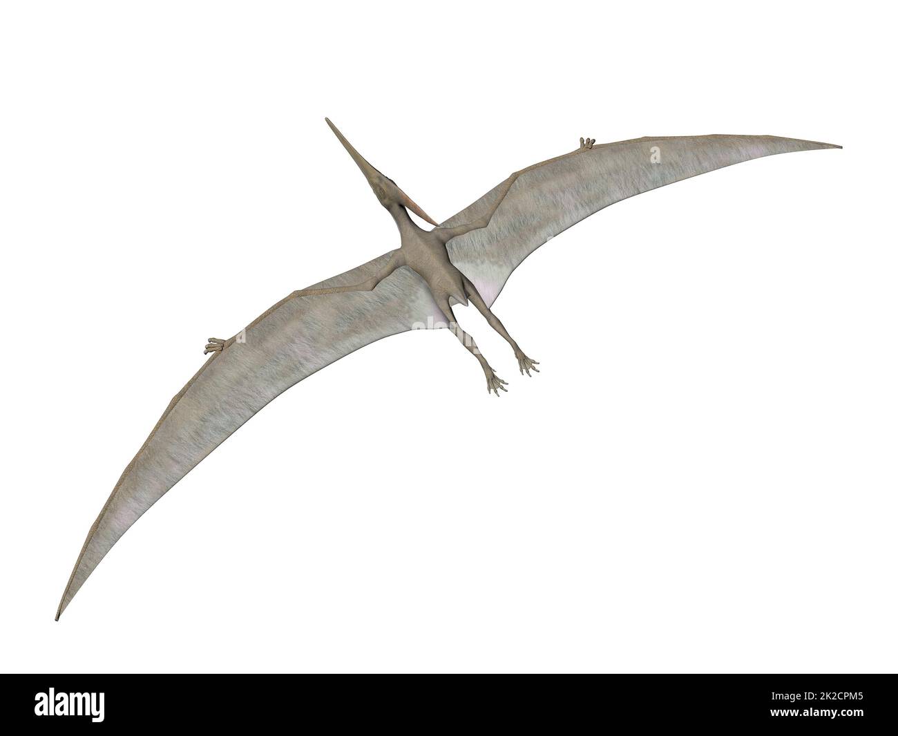 Pterodactyl wing Cut Out Stock Images & Pictures - Alamy
