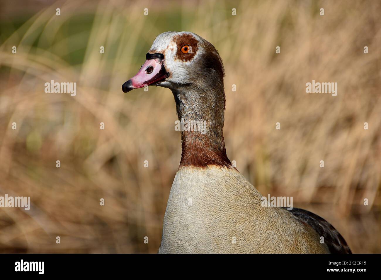 Wildgoose hi-res stock photography and images - Alamy
