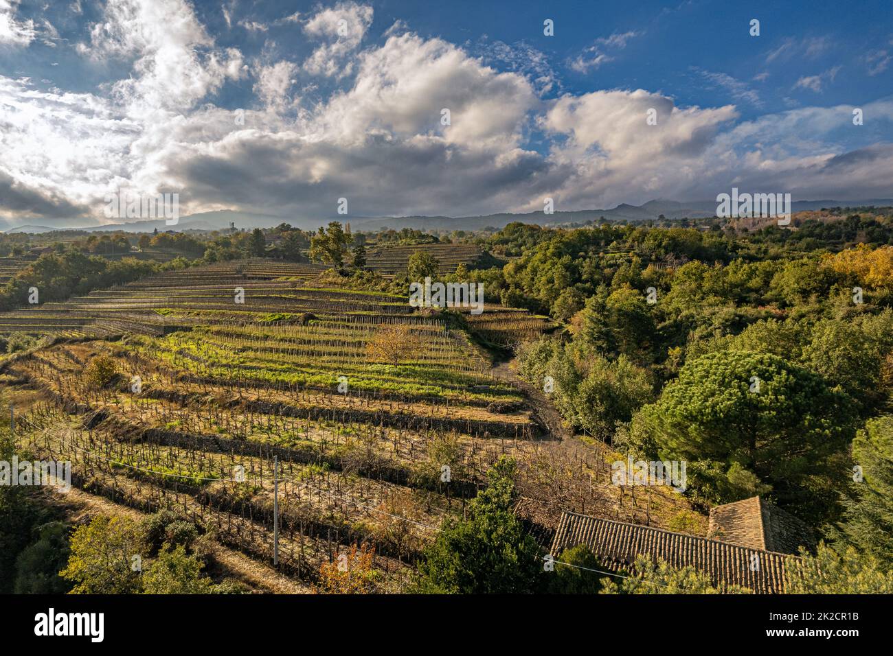 the vineyards on the slopes of the Etna volcano Stock Photo - Alamy