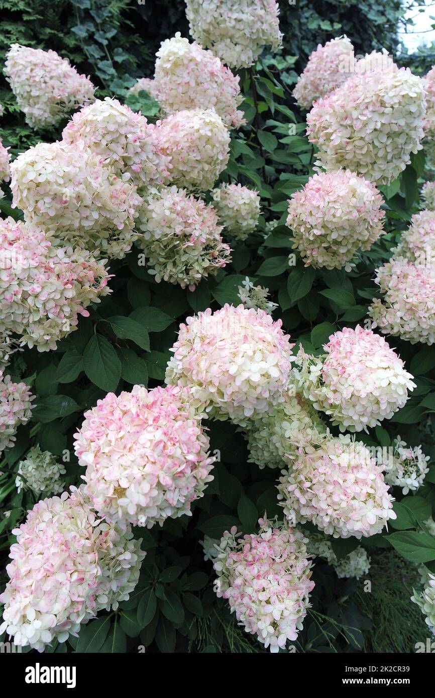 Panicle hydrangea bush Stock Photo - Alamy