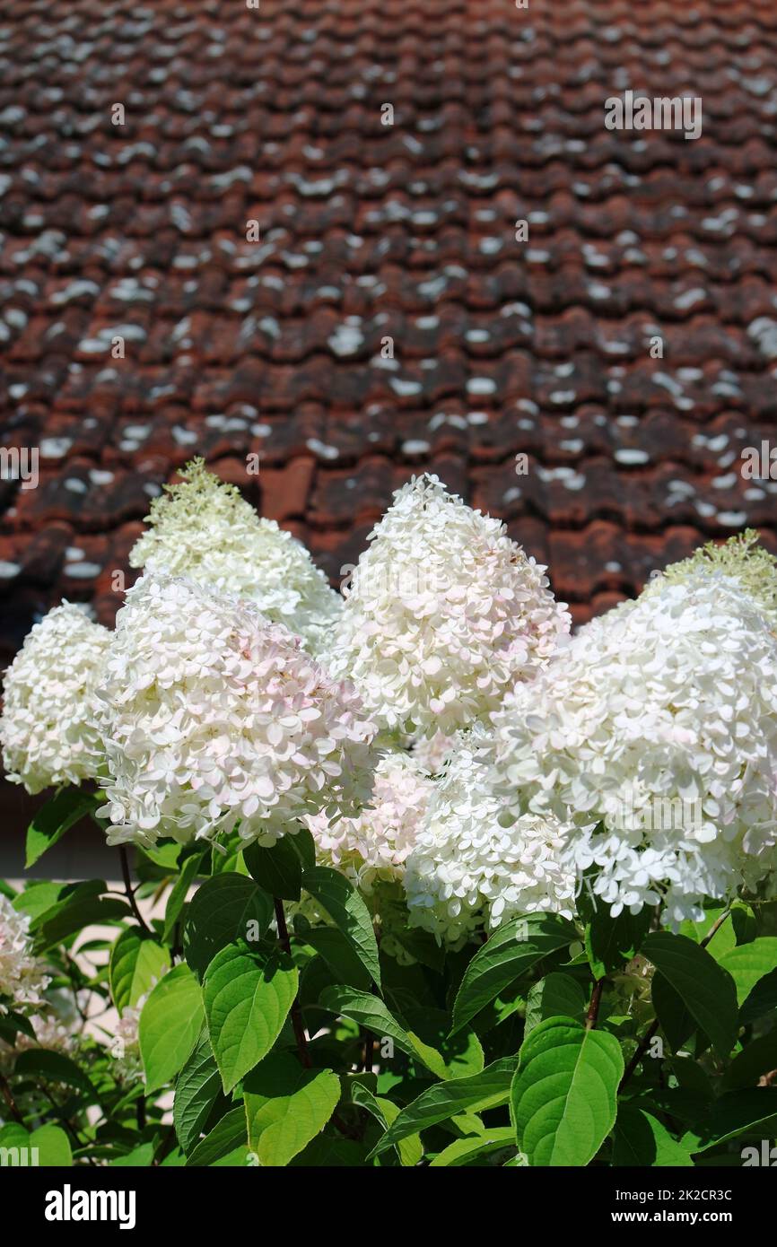 Panicle hydrangea bush Stock Photo - Alamy