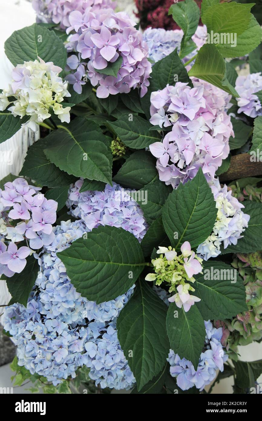 Blue hydrangea hi-res stock photography and images - Alamy