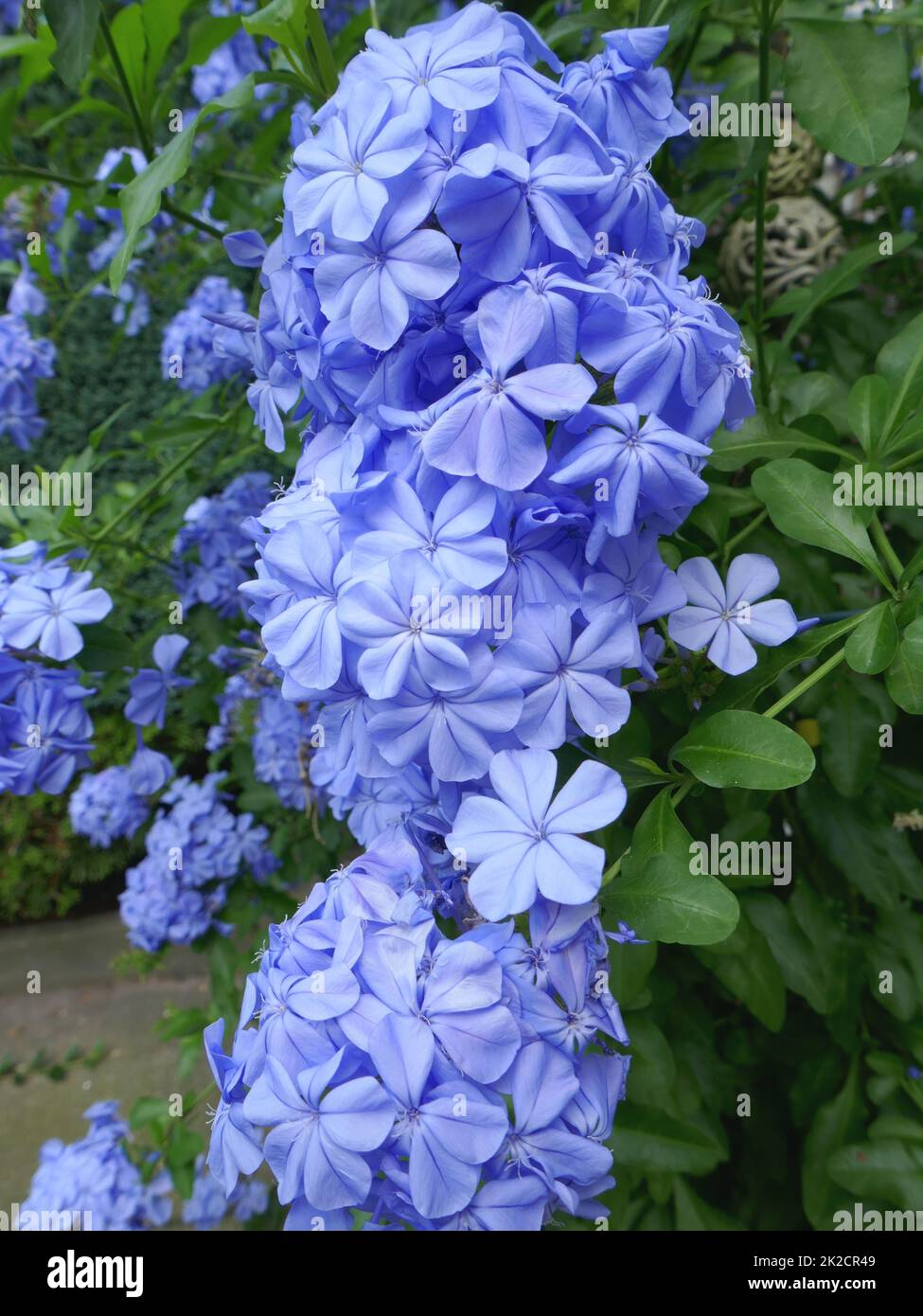 Blue plumbago shrub Stock Photo - Alamy