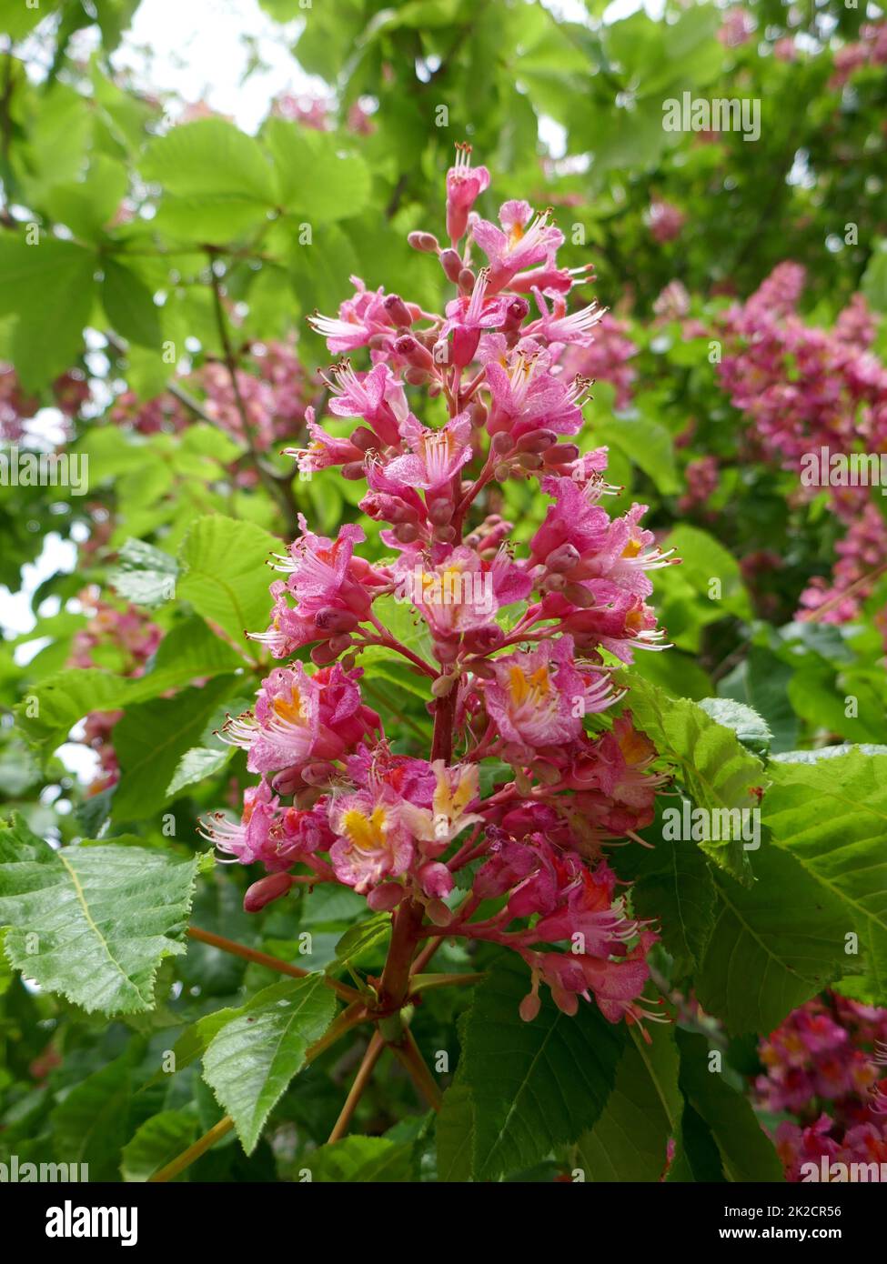 Pink Horse Chestnut flowers Stock Photo - Alamy