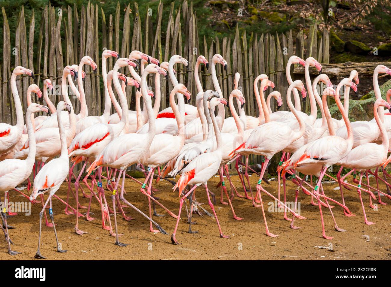 pink flamingos in Jihlava ZOO, Czech Republic Stock Photo - Alamy