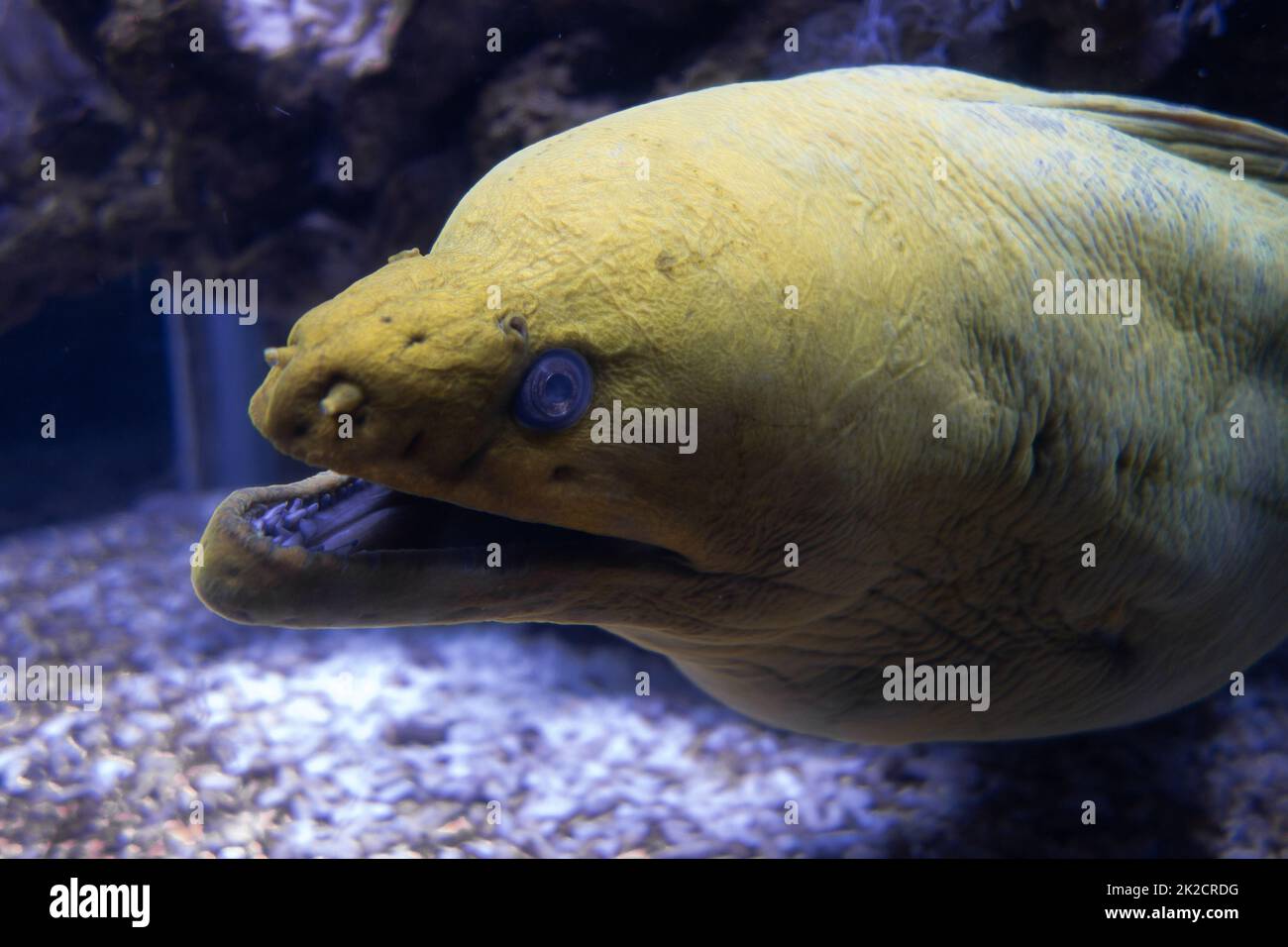 Moray eel in a coral reef Stock Photo - Alamy
