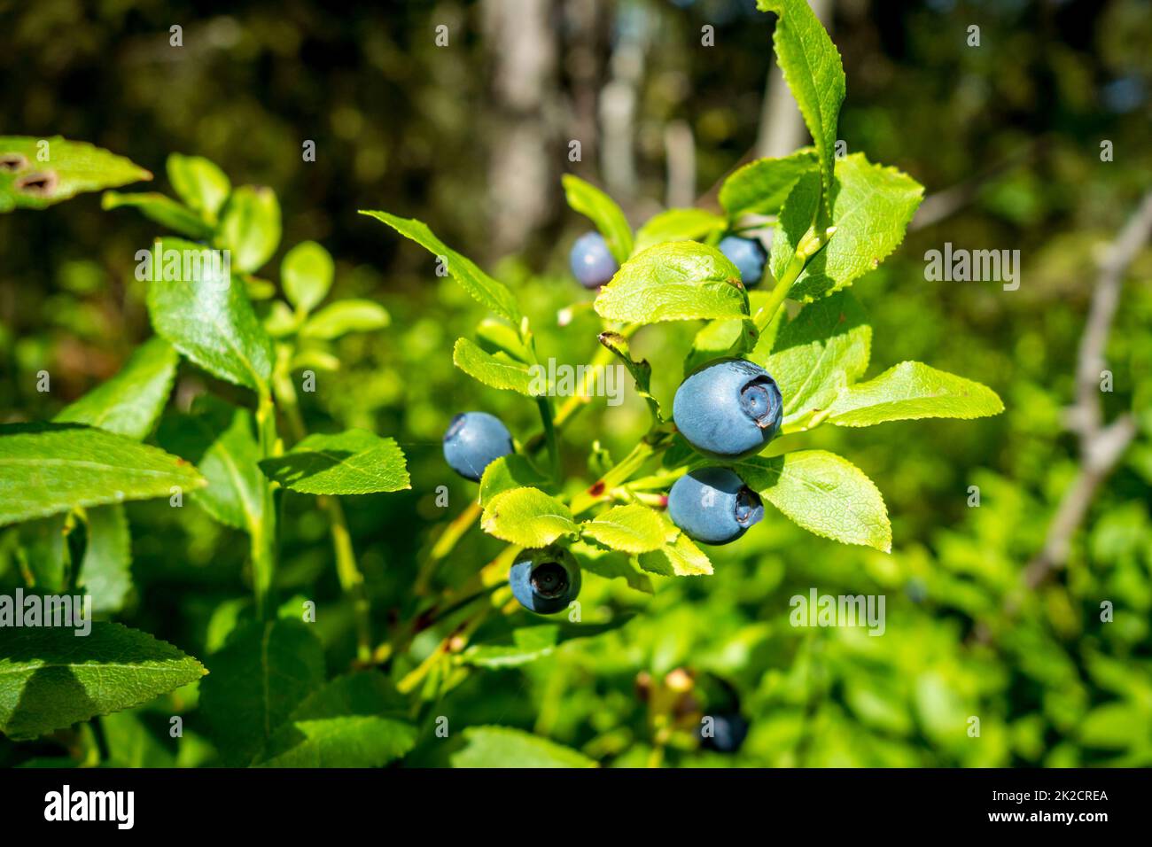 European Blueberry - bilberry - closeup view Stock Photo - Alamy
