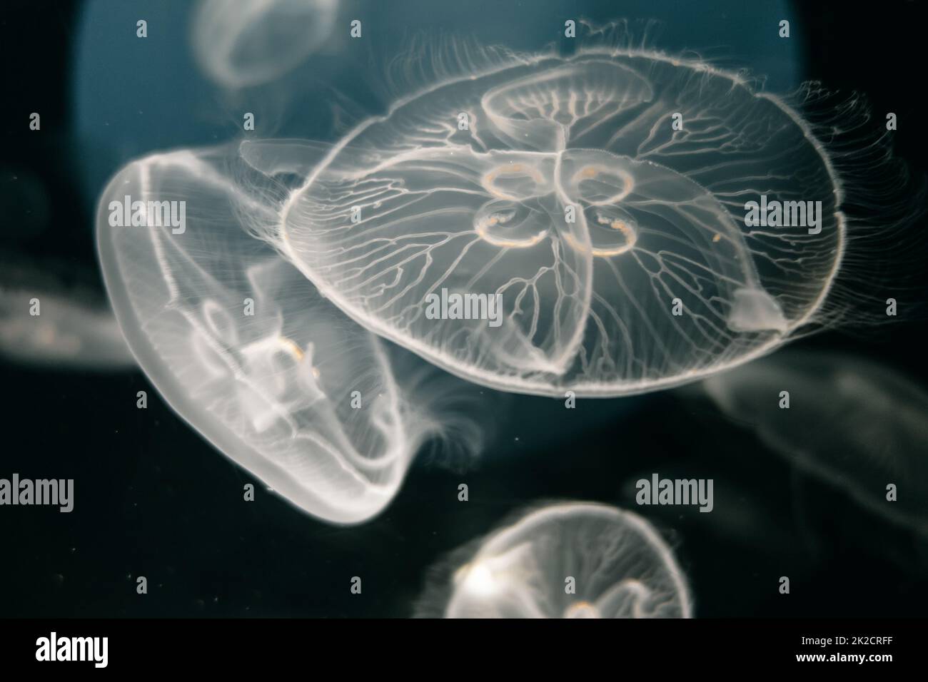 Jellyfish floating in the deep ocean Stock Photo - Alamy