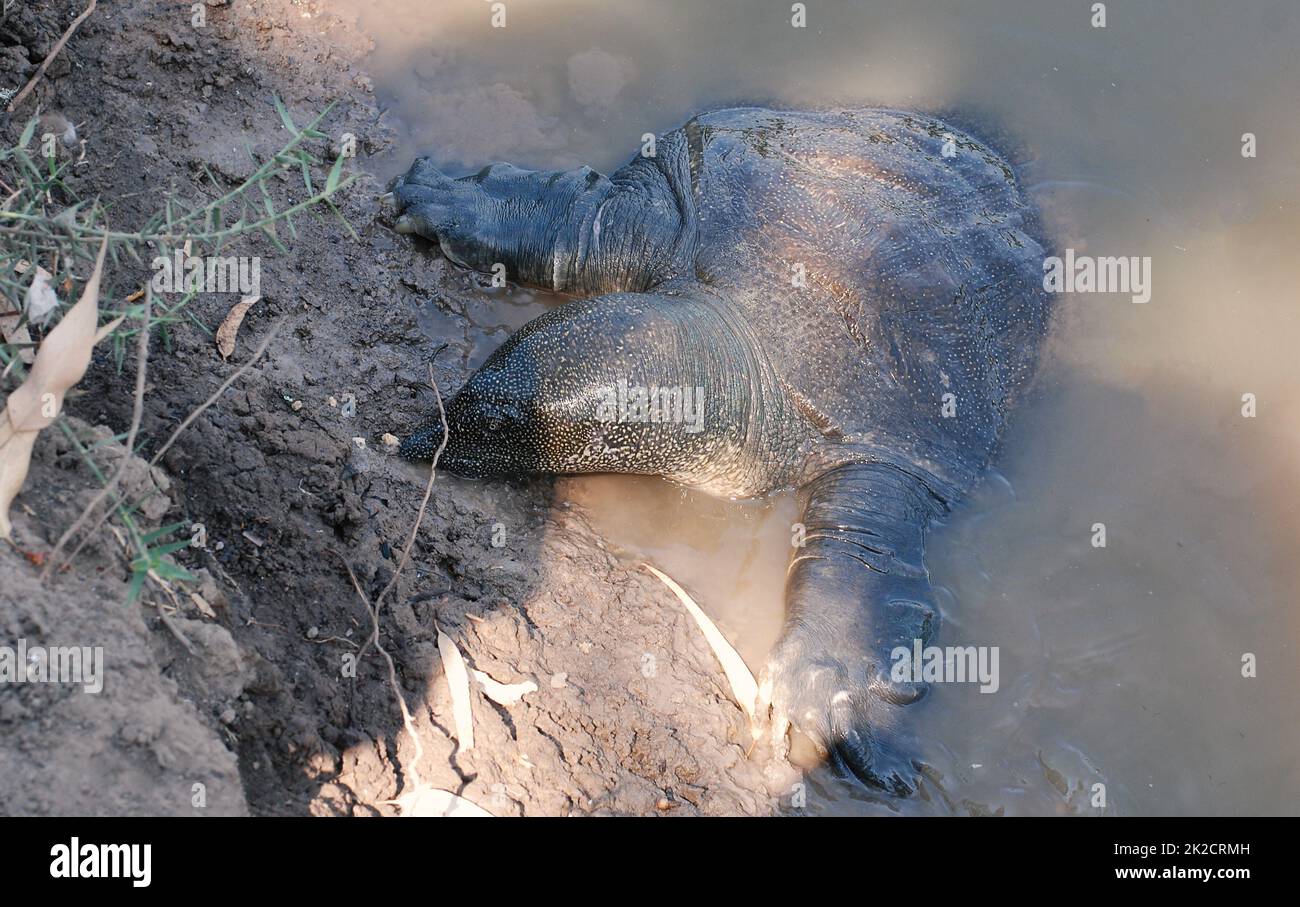 Nile softshell turtle in Nahal Alexander in Israel, Trionyx triunguis ...