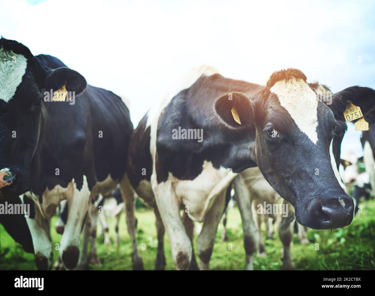 Dairy industries hi-res stock photography and images - Alamy