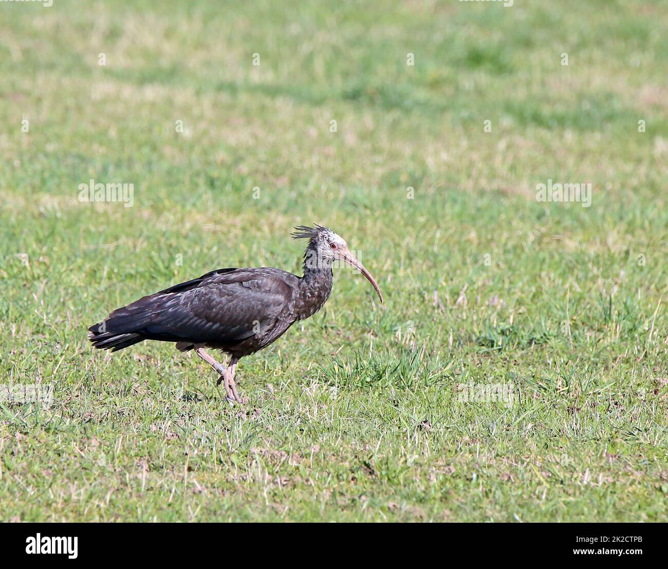 Bald ibis Geronticus eremita searching for food Stock Photo - Alamy