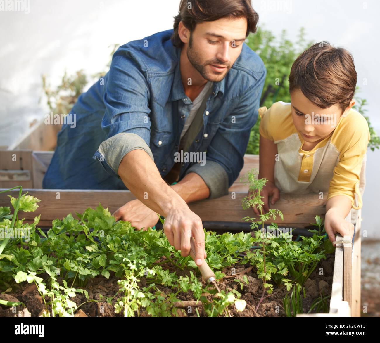 Giving each plant special attention. Shot of a father and son tending ...