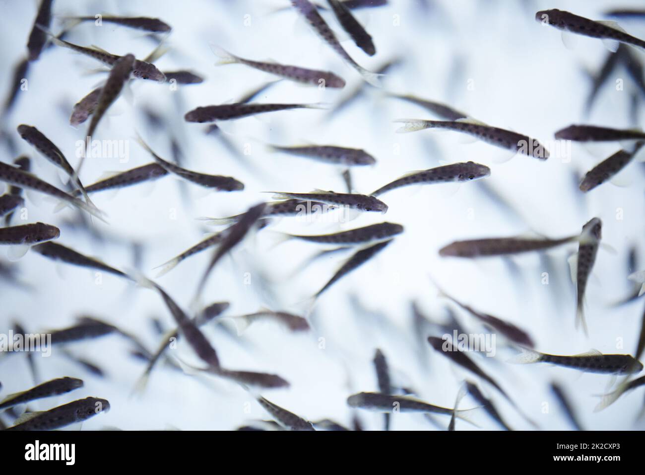 Fish Garra rufa swim in the aquarium in the summer Stock Photo - Alamy