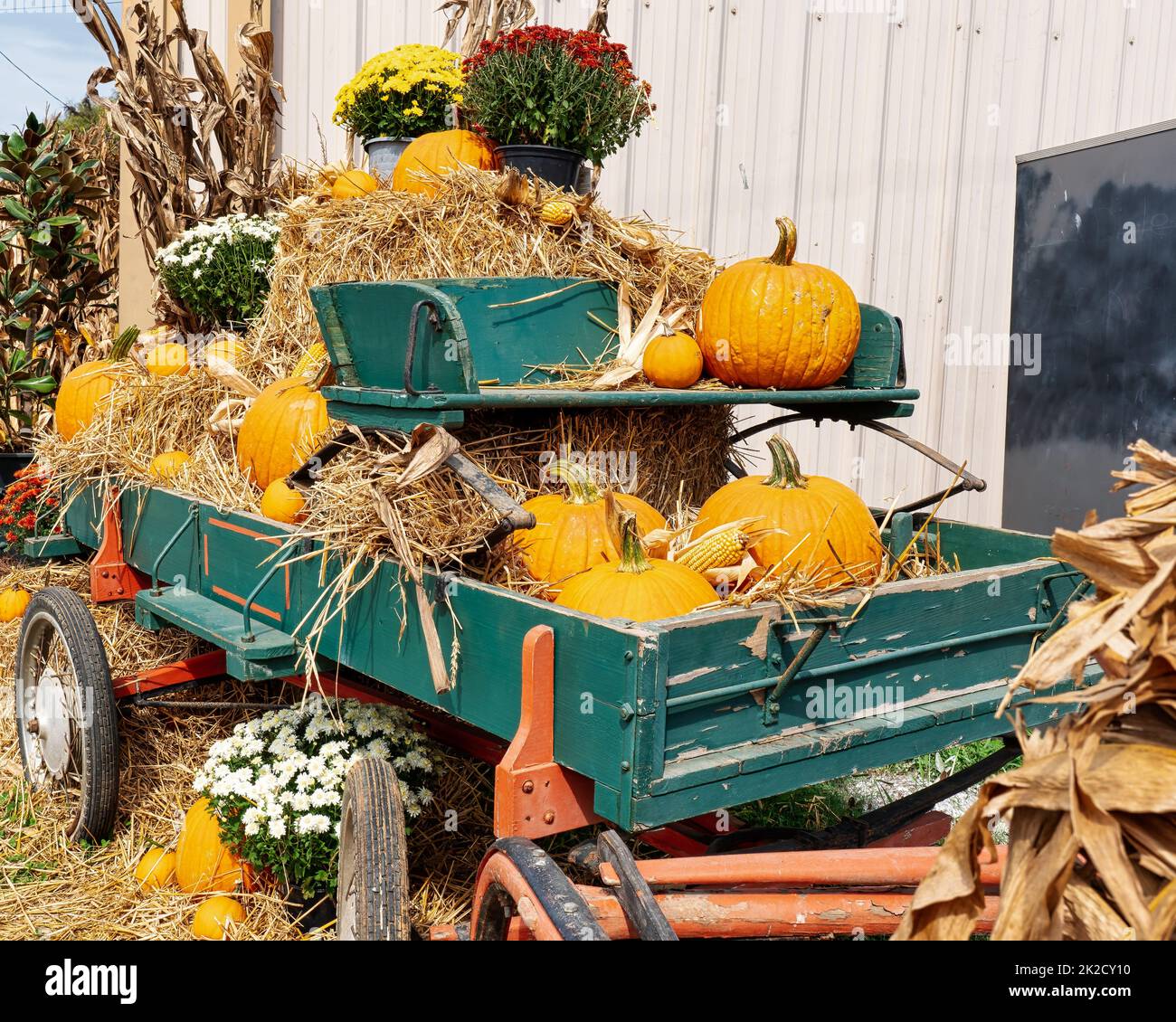 Buckboard wagon loaded with straw, pumpkins, ear corn and red, yellow ...
