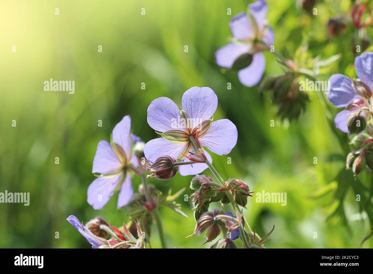 Summer background .Blue Geranium pratense flower. Geranium pratense ...