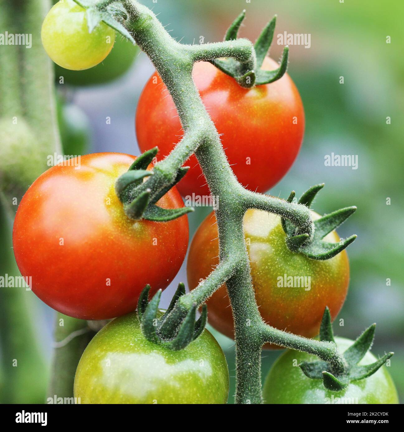 Ripe cherry organic tomatoes in garden ready to harvest Stock Photo - Alamy