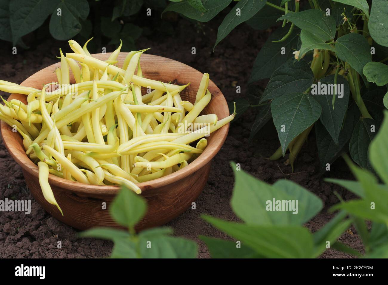 A pile of yellow string beans in a wooden bowl Stock Photo - Alamy