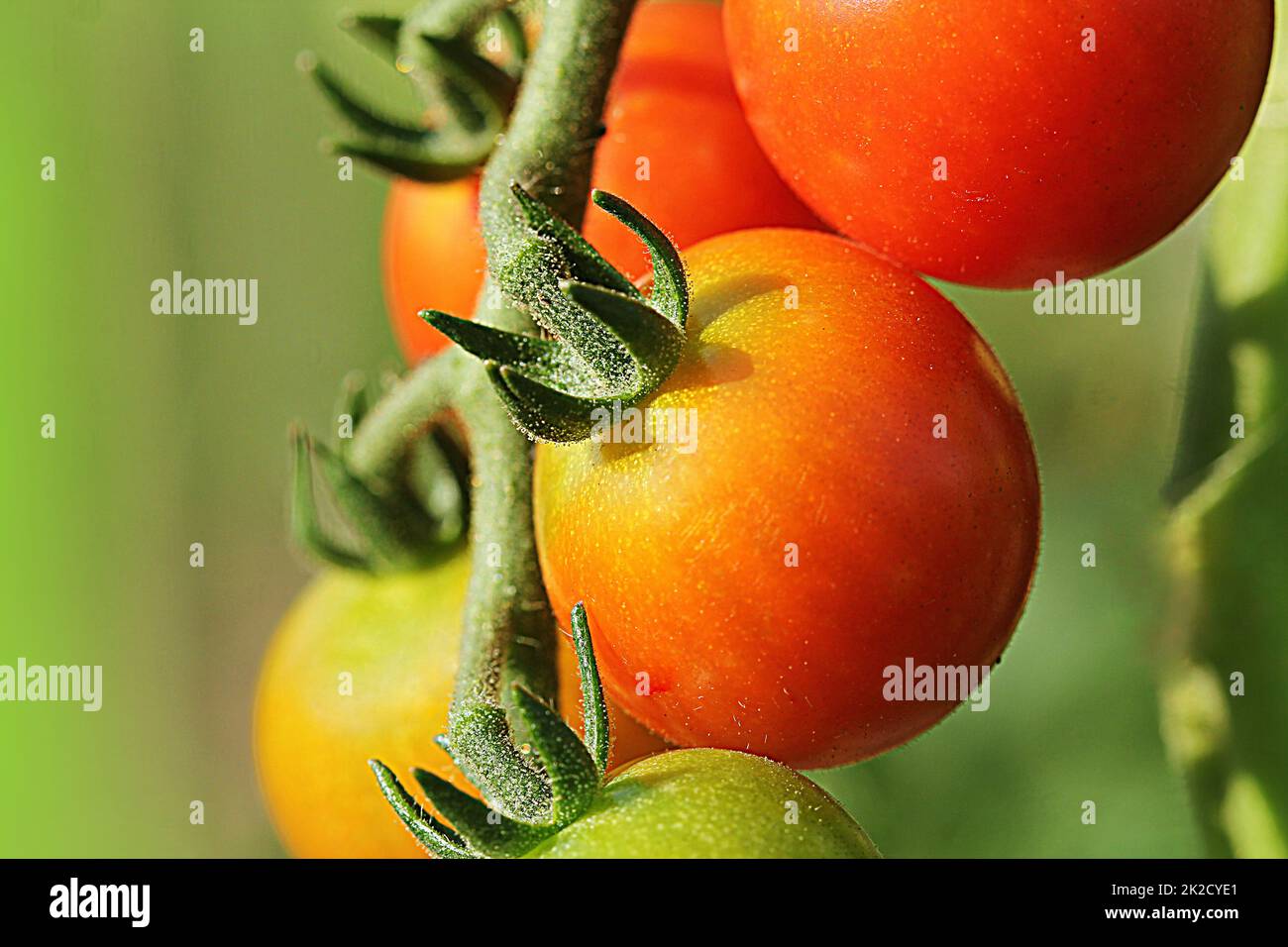 Homegrown cherry tomatoes ripening in hi-res stock photography and images - Alamy