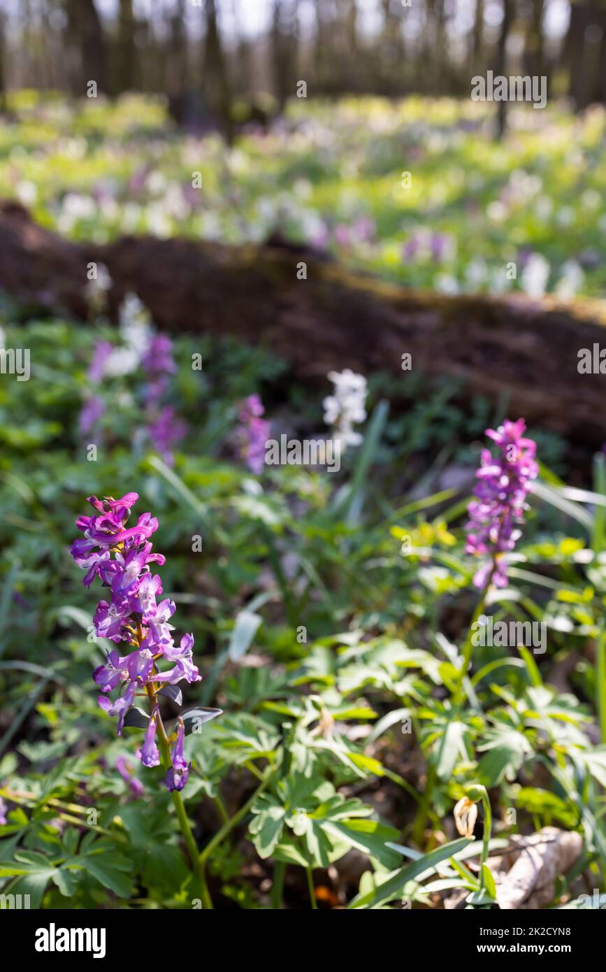 Hollow smokestack (Corydalis cava), spring forest, Southern Moravia ...