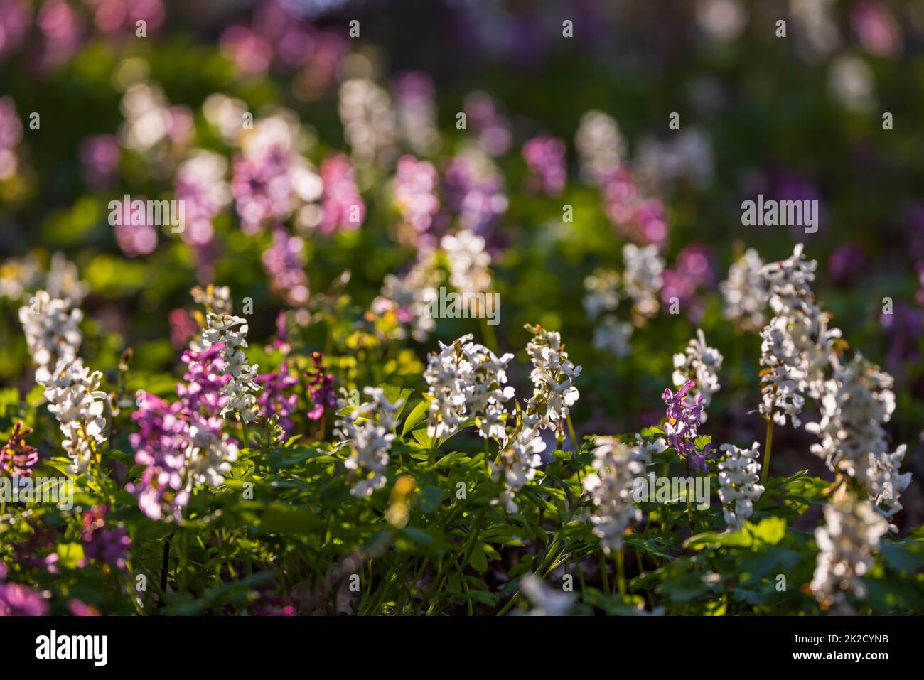 Hollow smokestack (Corydalis cava), spring forest, Southern Moravia ...