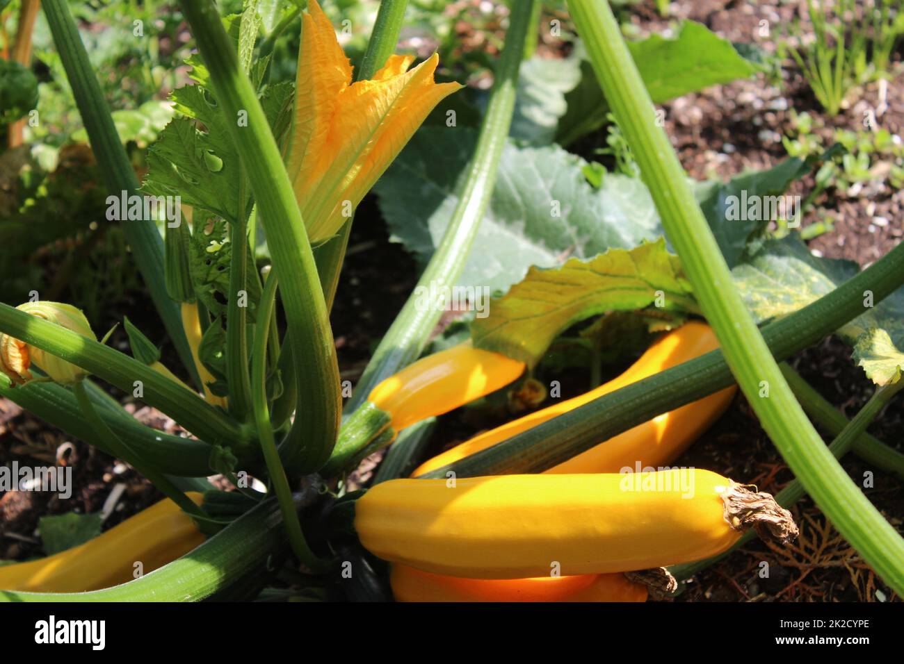 Zucchinis garden hi-res stock photography and images - Alamy