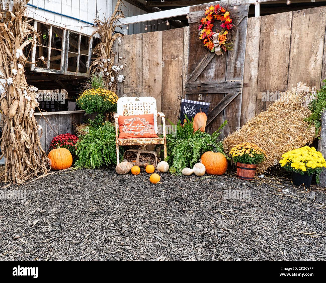 Corn stalk decoration hi-res stock photography and images - Alamy