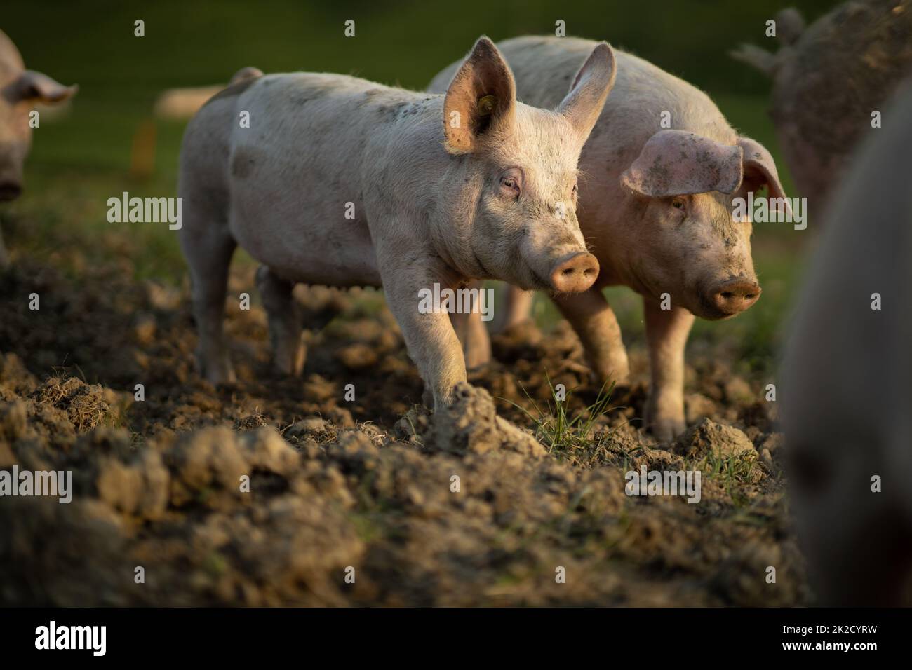 Pigs eating on a meadow in an organic meat farm - aerial image Stock ...