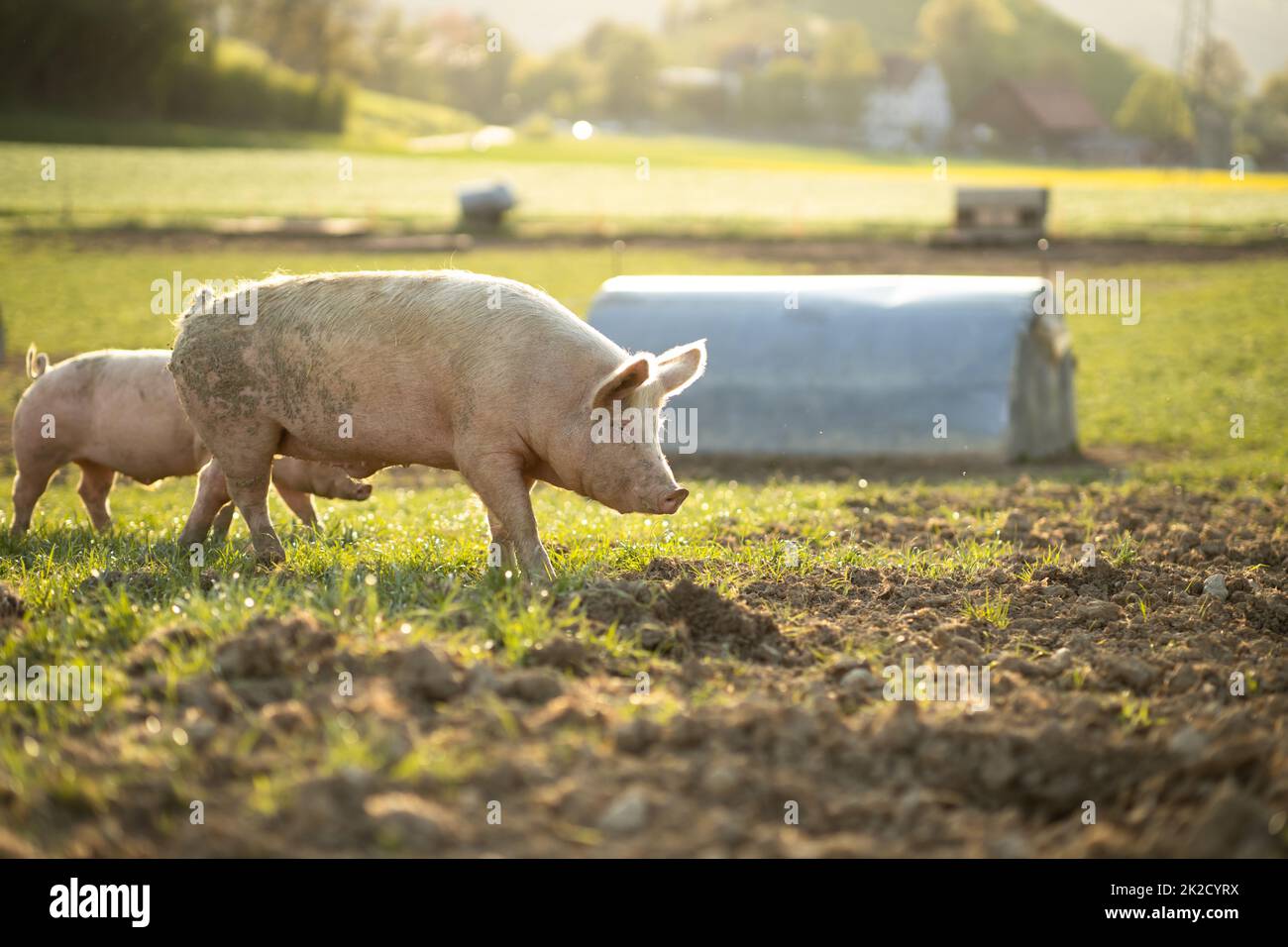 Pigs eating on a meadow in an organic meat farm - aerial image Stock ...