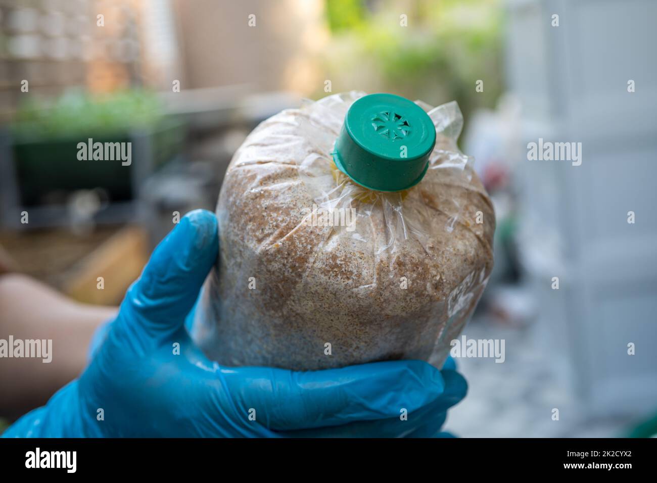 Mushroom cultivation, Lump bag for growing production in farm Stock ...