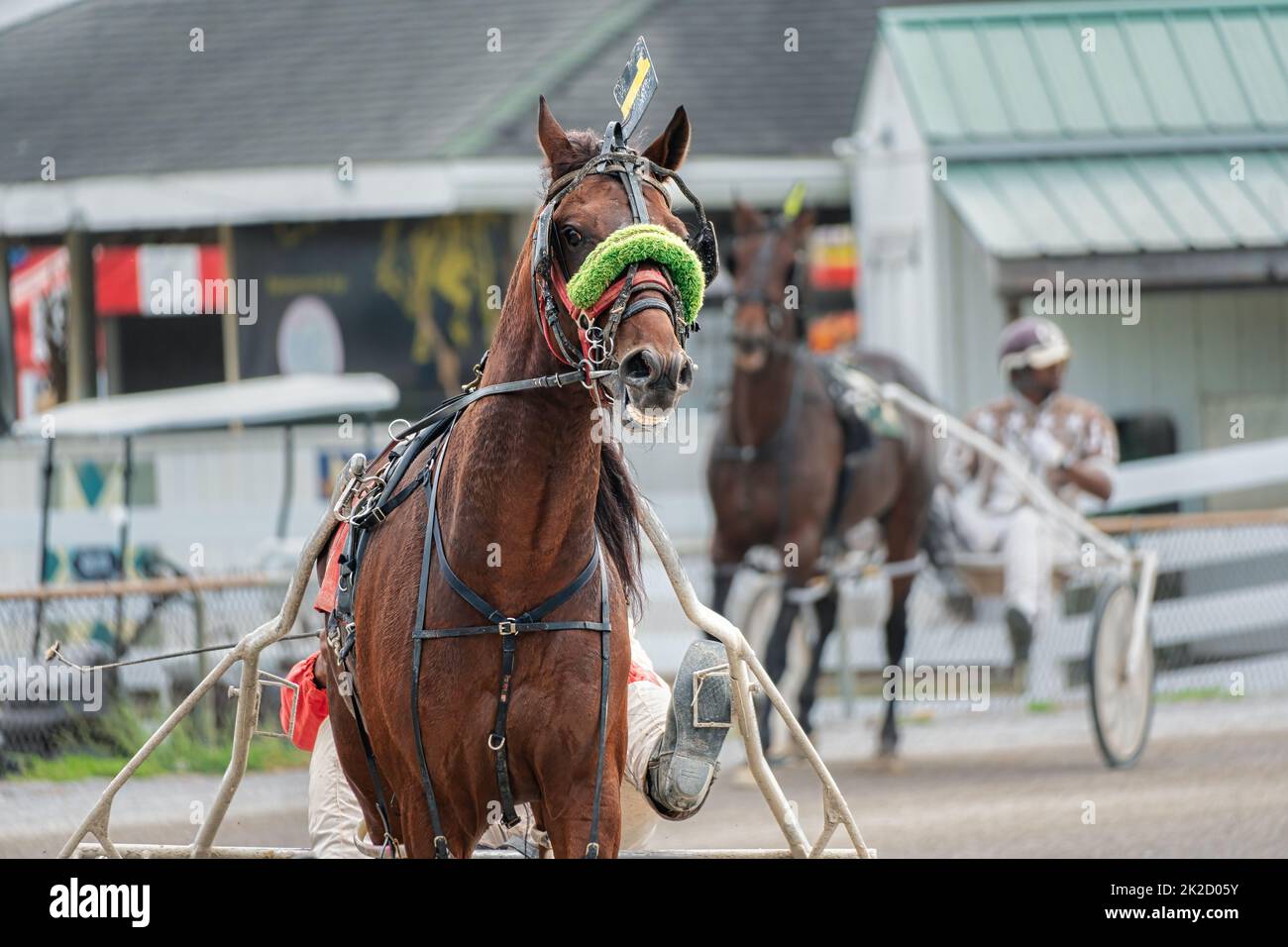 Close up of a red horse in a harness race at the county fair Stock ...