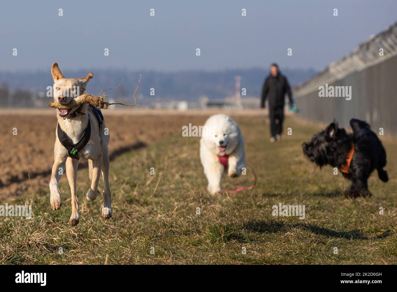 dog with a twig running with other dogs Stock Photo - Alamy